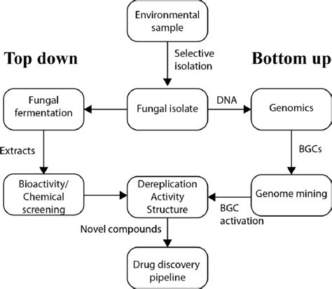 The General Workflow In Bioprospecting For Natural Products For Drug