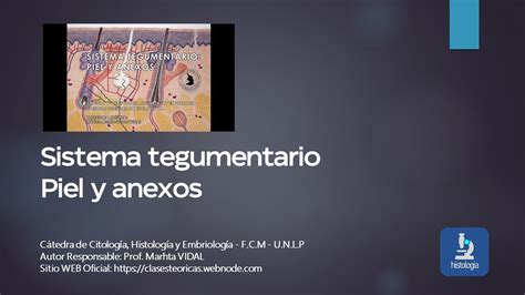SISTEMA TEGUMENTARIO PIEL Y ANEXOS YouTube