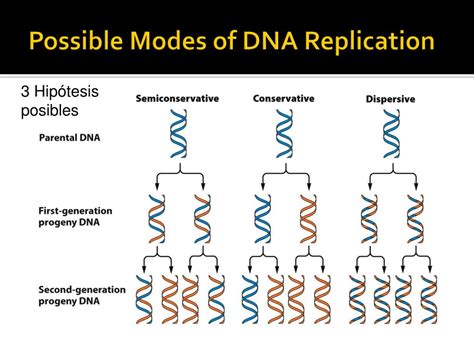 Ppt Chapter 10 Replication Of Dna And Chromosomes Powerpoint