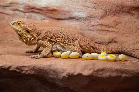 Bearded Dragon Infertile Eggs