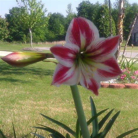 Charlotte Smith Youtube