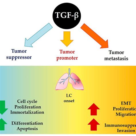 Tgf β Functions In Lc Development And Metastasis Download Scientific