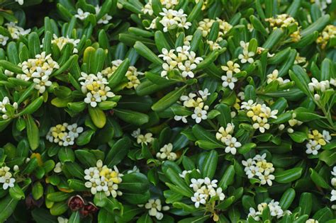 Pictures Of Mock Orange Tree