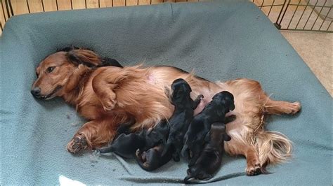 Fannys Valpar Sex Dagar Film Två Youtube