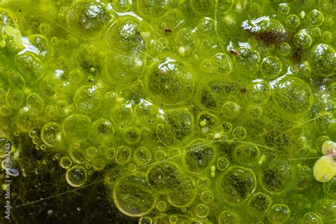 Freshwater Algae Spirogyra Release Oxygen Into The Air Oxygen