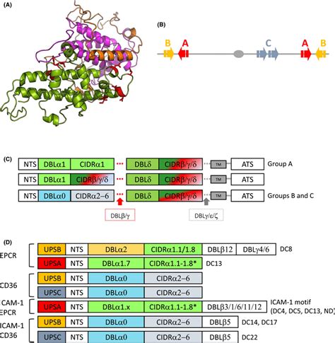 Var Genes And Pfemp1 Structure A Modeled Structure Of Pfd1235w