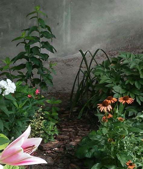Клумба Plants, Plant, Planets