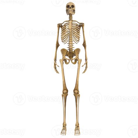 Esqueleto Humano 3d