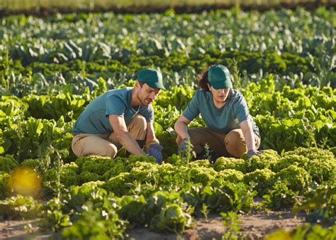 Gender Sensitive Value Chain Analysis Of Agri Food Sector In Lebanon Fair Trade Lebanon