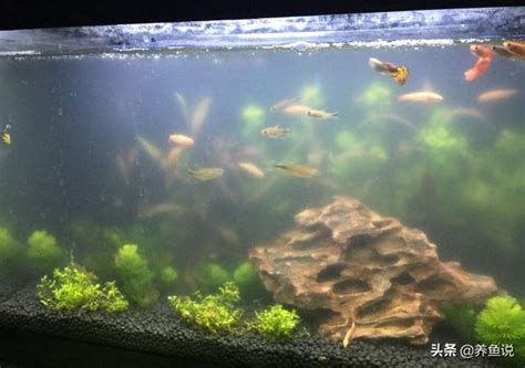 若這樣給魚缸換水，魚缸的水就一直渾濁，正確魚缸換水方法是這樣 每日頭條