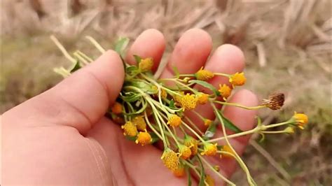 এই ফুল গাছের ফুলগুলো চিবিয়ে খেলে মুখের ঘা ভালো হয়ে যায় ১০০ গ্যারান্টি। Youtube