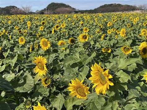 公式観光農園花ひろば いちご狩り ひまわり 松葉ボタンなどの花が楽しめる S 135643156