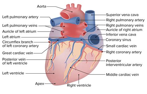 Heart Internal Structure Diagram Draw A Labelled Diagram Of