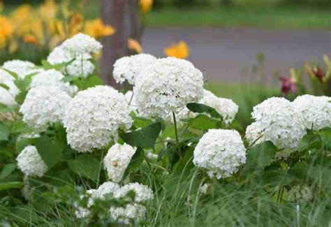 Super Helpful Annabelle Hydrangea Care Planting Tips Hydrangea Love