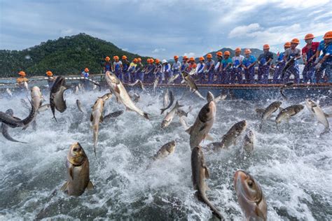 生态鱼图片素材 生态鱼设计素材 生态鱼摄影作品 生态鱼源文件下载 生态鱼图片素材下载 生态鱼背景素材 生态鱼模板下载 搜索中心