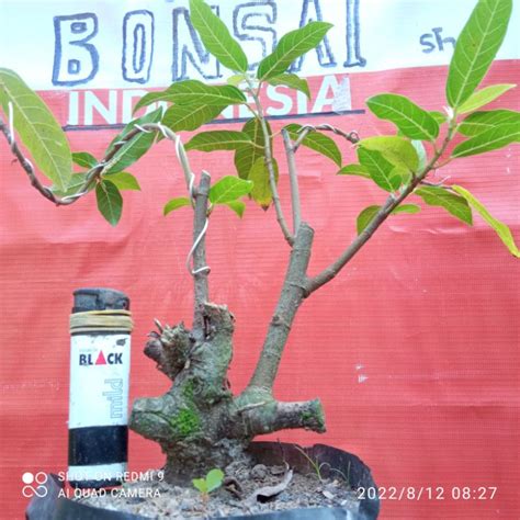 Jual Bahan Bonsai Loa Mesium Shopee Indonesia
