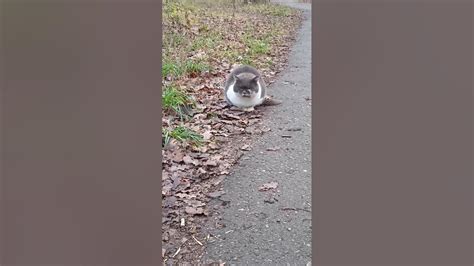 Миленький котик😽😺 Youtube