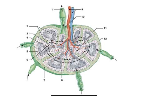 Lab Lymphatic System Flashcards Quizlet