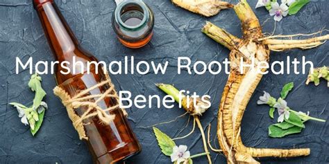 The Surprising Health Benefits Of Marshmallow Root Sassy Holistics