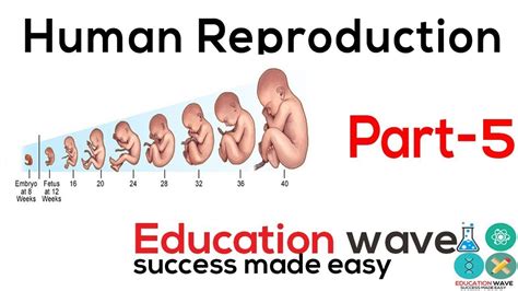 Biology Human Reproduction Class 12 In Hindi Part 5 Youtube