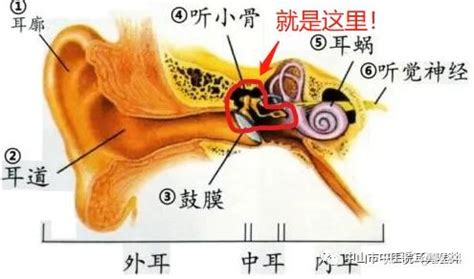 耳硬化症的那些事儿 知乎