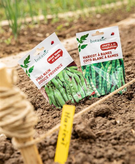 Comment Planter Des Haricots