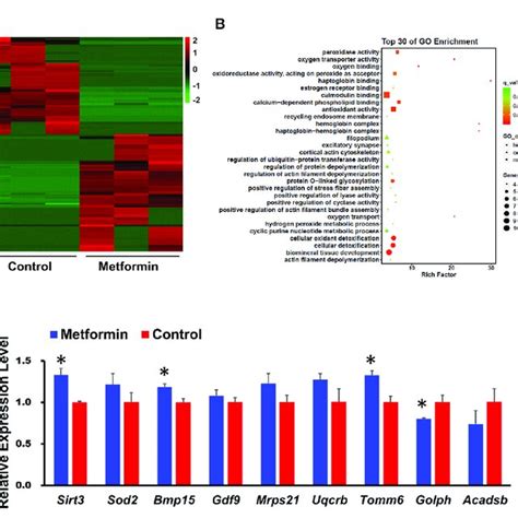 Whole Genome Transcription Analysis Of Oocyte After Ivm From Aged Mice