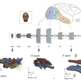 PDF Toward A Computational Theory Of Manifold Untangling From Global