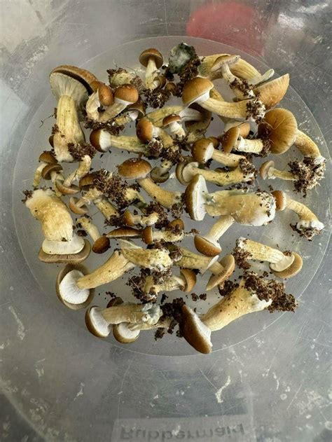 Feeling Pretty Good On This One Mushroom Cultivation Shroomery