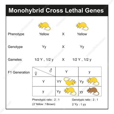Monohybrid Cross Lethal Gene Illustration Stock Image F038 1025