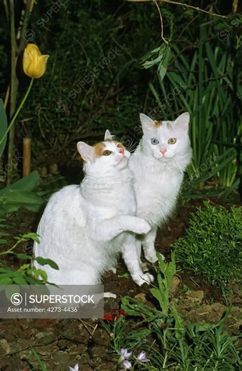 Turkish Van Cat Superstock