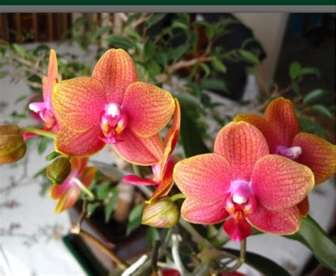 Phalaenopsis Ready To Flower Size Tiger Feet At Rs 799piece Fresh