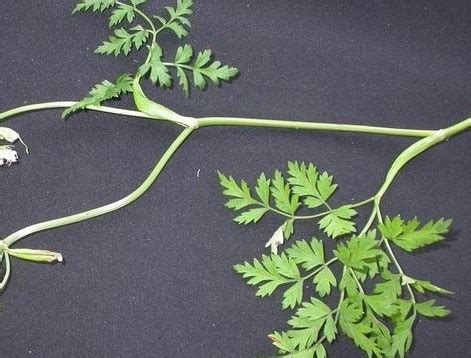 Ligusticum Brachylobum Franch Manufacturer ChemFaces