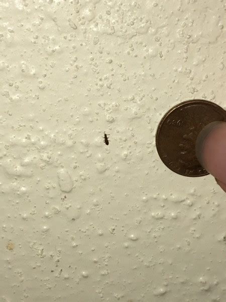 Tiny Bugs On Bathroom Floor Clsa Flooring Guide