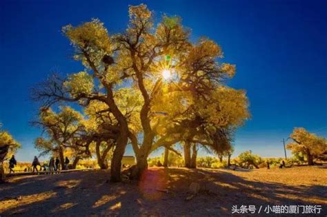 秋風又起別忘了金色額濟納旗的千年萬畝胡楊之約 每日頭條