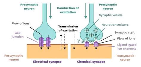 Electrical synapses - Labster | Electricity, Chemical synapse, Gap junction