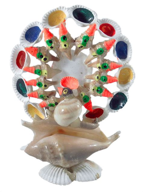 Shell Peacock