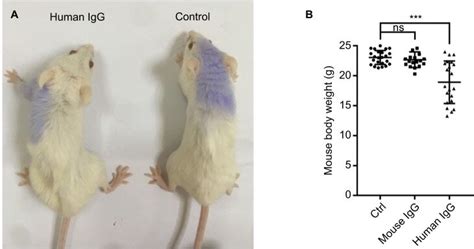 Mouse IgG Is More Suitable Than Human IgG For Use In Mouse Models Download Scientific Diagram