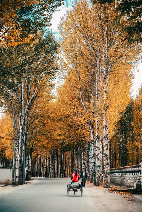 High Trees On Both Sides Of The Road In A Mountainous Village 22937382
