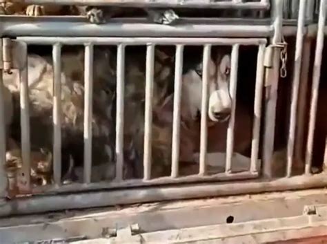 雪橇犬走丟1年「被賣狗市待宰」！最後時刻主人現身 牠悲鳴撒嬌 寵毛星球 生活 Nownews今日新聞