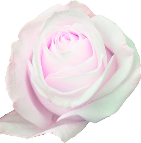 Rosas PNG Sin Fondo