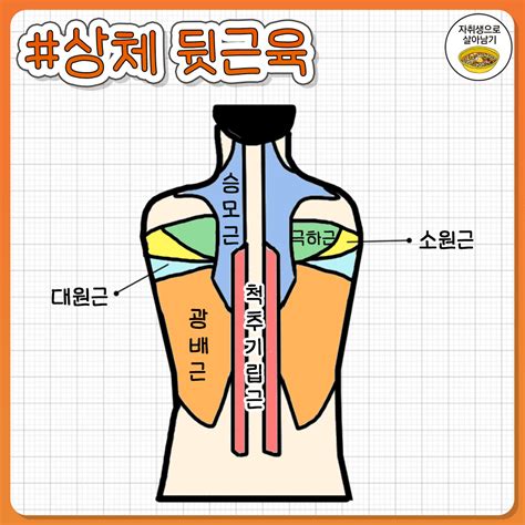 운동할 때 참고하기 좋은 전신 근육 이름 총정리 자취생으로 살아남기