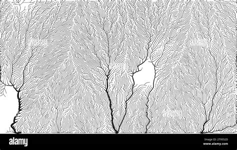 Growth Pattern Generative Branching Structure Organic Net Of Vessels