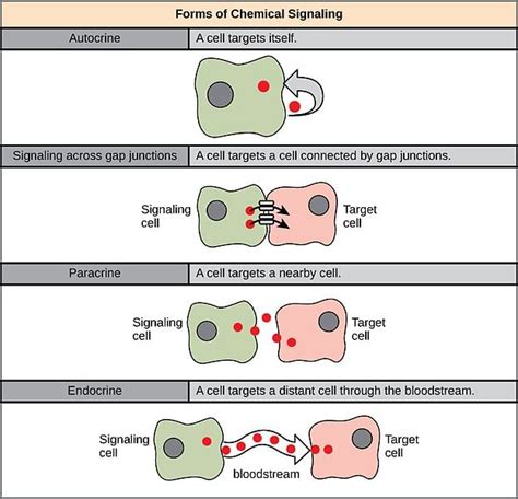 Cell Communication How And Why Do Cells Communicate With Each Other