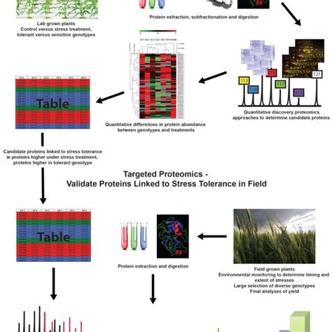 Proposed Workflow That Combines Laboratory Based Discovery Proteomics Download Scientific