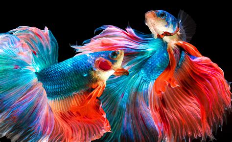 Buy Asus Vivobook Go E Fa Lk Ws Oled Laptop Asus Store India