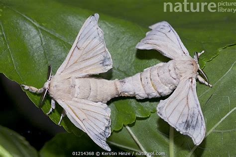 Silkworm Moth Female