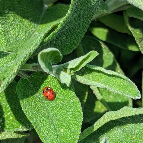Twe Ladybugs Stock Photos Free Royalty Free Stock Photos From Dreamstime