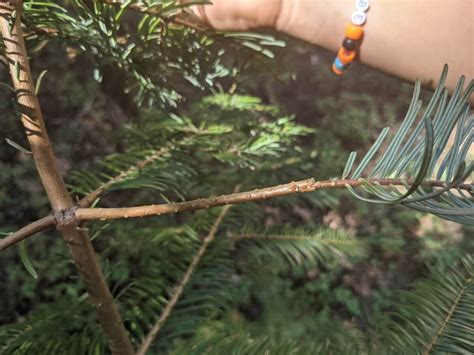 What Is Fruit Tree Grafting Insteading