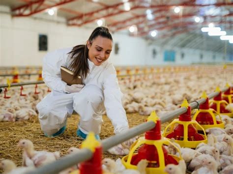Starting A 5000 Broiler Chickens Farm In Ghana Automatic Poultry